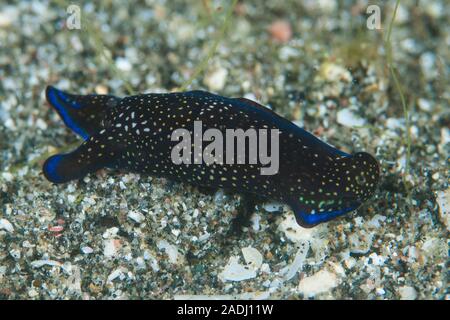 Cephalaspidea (Headshield Slugs), Philinopsis reticulata Stock Photo ...
