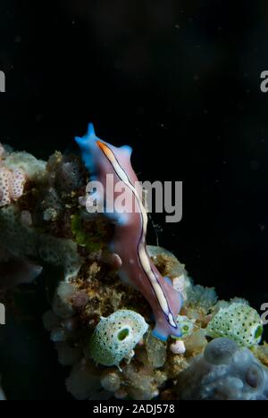 Flatworm Pseudoceros bifurcus Stock Photo - Alamy