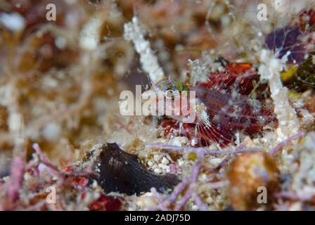 Pygmy Triplefin Enneapterygius nanus Stock Photo - Alamy