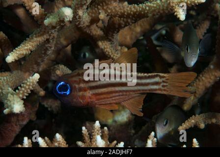 Blue-eye Cardinalfish Ostorhinchus compressus Stock Photo - Alamy