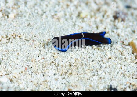 Cephalaspidea (Headshield Slugs) Tubulophilinopsis gardineri Stock ...
