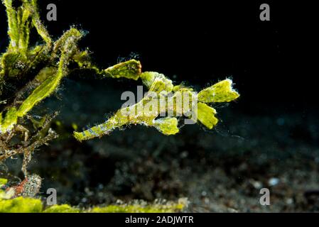 Halimeda Ghostpipefish Solenostomus halimeda Stock Photo - Alamy