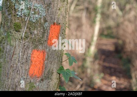 Blaze on tree marking trail along Echo Lakes near the boundary of the ...