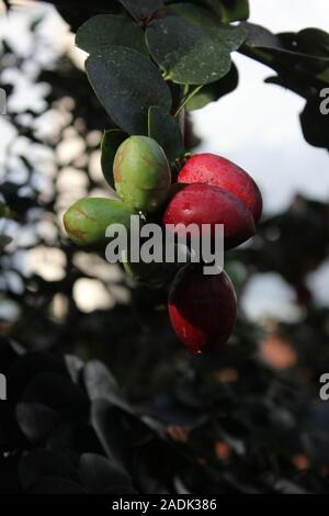 Leaves Of Natal Plum Tree Stock Photo - Alamy