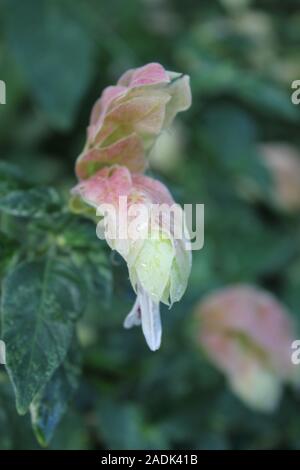 Flower of Variegated Shrimp Plant (Justicia brandegeana ‘Variegata ...