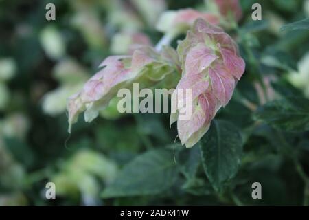 Flower of Variegated Shrimp Plant (Justicia brandegeana ‘Variegata ...