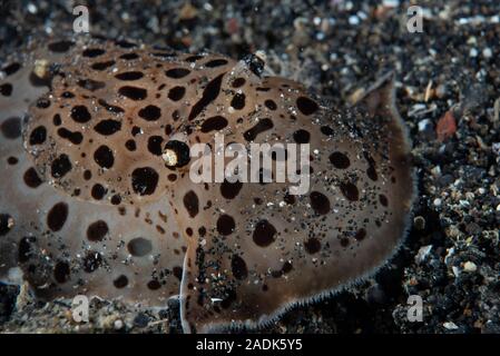 Moon-headed Sidegill Slug Euselenops luniceps Stock Photo - Alamy