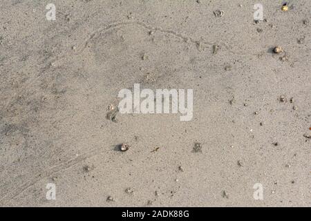 Purple Topshell (Gibbula umbilicalis) sea shells on beach, Sark ...