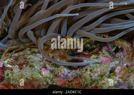 Spider Crab Inachus palangium,Green Anemone Anemonia viridis Stock ...