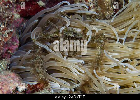 Spider Crab Inachus palangium,Green Anemone Anemonia viridis Stock ...