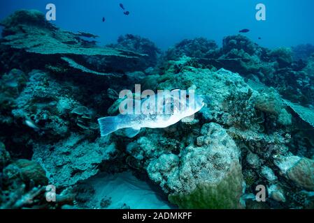 Scribbled Pufferfish Arothron mappa Stock Photo - Alamy