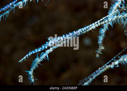 Saw-Blade Shrimp Tozeuma armatum Stock Photo - Alamy