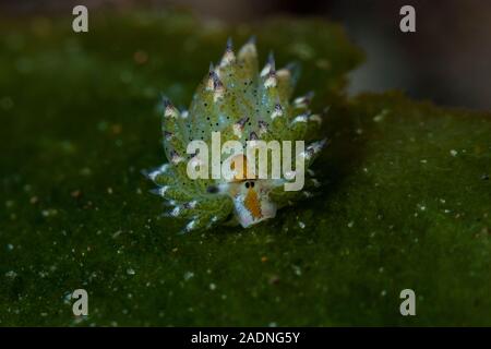 Leaf Sheep Nudibranch (Costasiella Kuroshimae) Adorable Sea Slug Eats ...