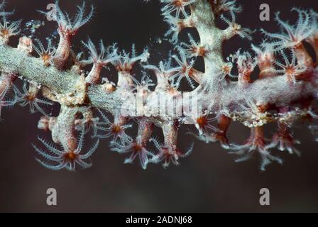 Deep Sea Coral Polyps, Marine Life On The Ocean Floor. Saltwater ...