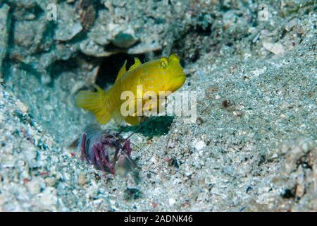 Blue-Spotted Black Shrimp-Goby Cryptocentrus sp Stock Photo - Alamy