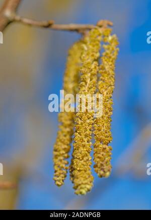 hazelnut tree, flowering hazel, hazelnut trees, flowering hazels Stock ...