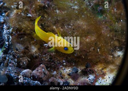 Yellow Pygmy Goby, Lubricogobius exiguus, Anilao, Batangas, Philippines ...