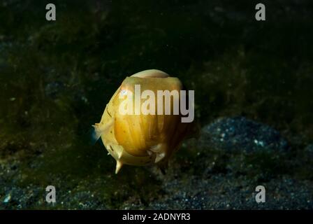 Needle Cuttlefish Sepia aculeata Stock Photo - Alamy