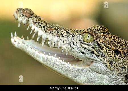 A baby Saltwater crocodile (Crocodylus porosus) isolated on white ...