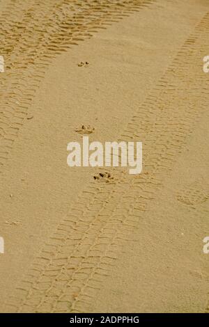 Dingo footprints on the beach - Fraser Island Stock Photo - Alamy