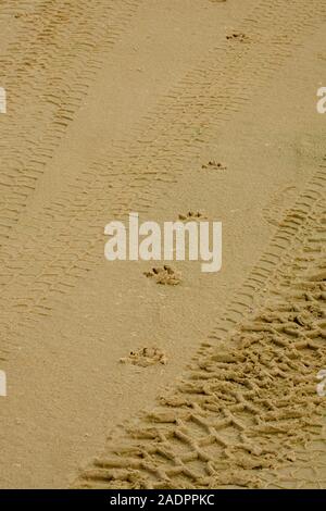 Dingo footprints on the beach - Fraser Island Stock Photo - Alamy