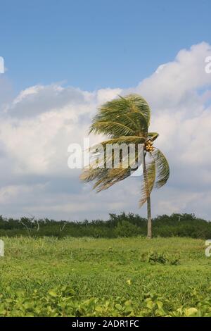 palm tree in a strong wind against the sky Stock Photo - Alamy