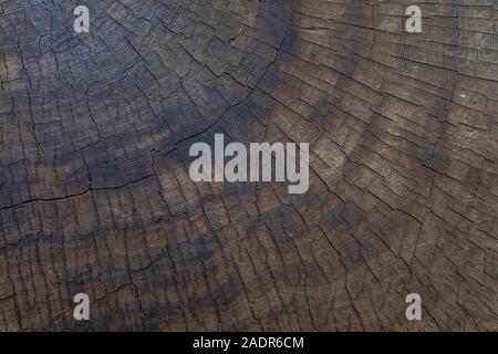 Cross section of a giant sequoia tree. Sequoia National Park ...