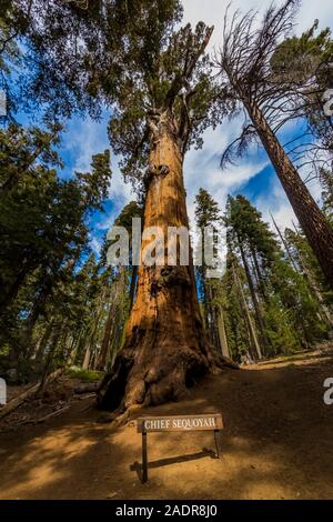 Giant Sequoia (Sequoiadendron giganteum) tree, Sequoia National Park ...