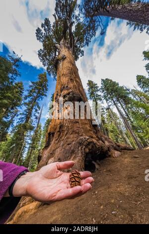 Giant sequoia (Sequoiadendron giganteum) cone isolated on white ...