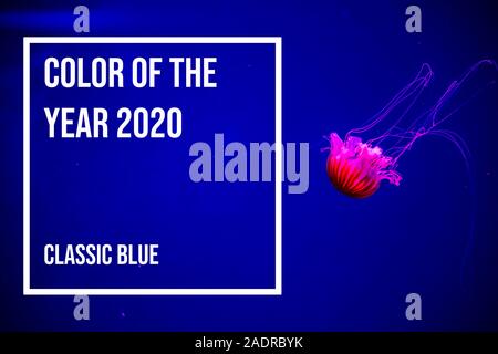 Color of 2020 classic blue jellyfish in an aquarium with dark water is ...