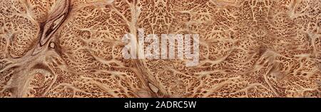 Nature salao burl wood striped for Picture prints interior decoration ...