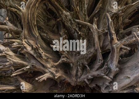 Root system of fallen Giant Sequoia, Sequoiadendron giganteum, in the ...