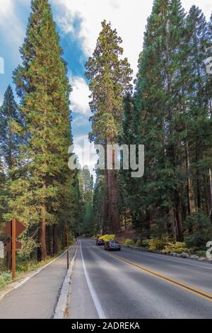traffic, Sequoia National Park, California, USA Stock Photo - Alamy