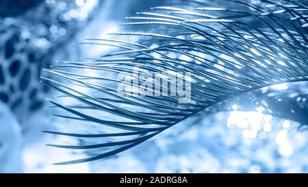 Color of 2020 classic blue jellyfish in an aquarium with dark water is ...