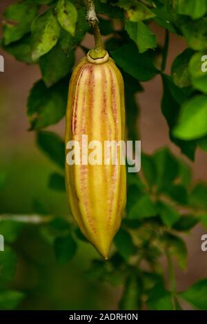 Closeup of the Parmentiera cereifera, the candle tree, species of tree ...