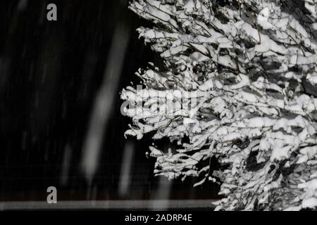 Branches collect snow during a winter storm Stock Photo - Alamy