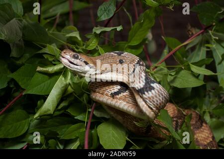 Boiga cynodon, commonly known as the dog-toothed cat snake Stock Photo ...