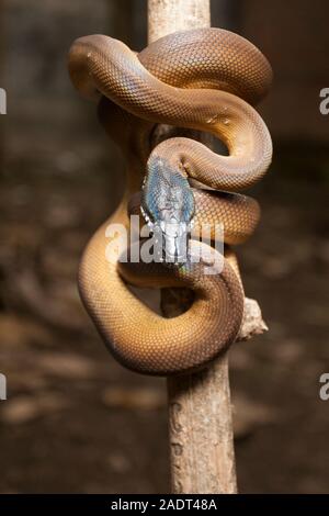 Gold Albertisi, white lipped python snake (Leiopython albertisi ...