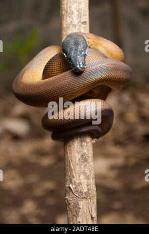 Gold Albertisi, white lipped python snake (Leiopython albertisi ...