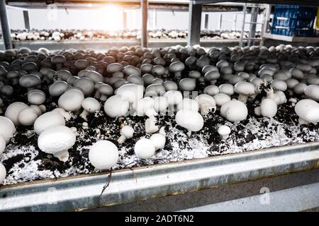 Button Mushroom Stock Photo - Alamy
