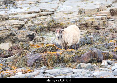 North Ronaldsay sheep eating seaweed on the shore of the Island in the ...