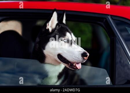 Siberian husky dog peeking out of vehicle window Stock Photo - Alamy