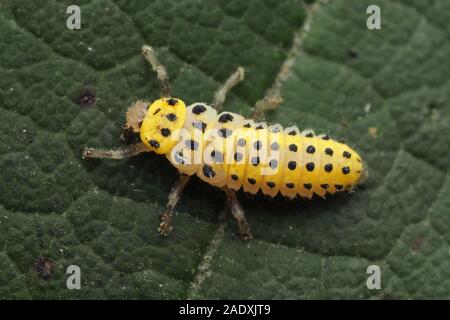 Dorsal view of Orange Ladybird larva (Halyzia sedecimguttata ...