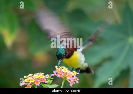 Purple Rumped Sunbird at Bhadravathi, Karnataka India Stock Photo - Alamy