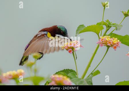 Purple Rumped Sunbird at Bhadravathi, Karnataka India Stock Photo - Alamy