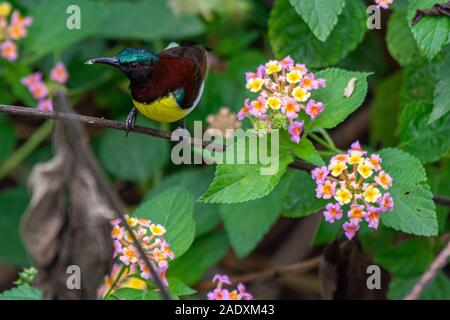 Purple Rumped Sunbird at Bhadravathi, Karnataka India Stock Photo - Alamy