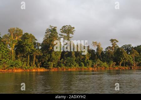 Papua New Guinea - rainforest, Fly River, Western Province Stock Photo ...