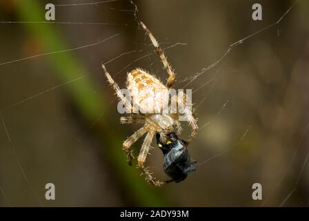 Cross Orb weaver spider eating prey in Ireland - View from the ...