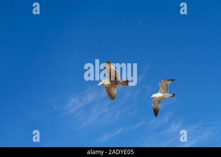 Seagulls soar in the wind Stock Photo - Alamy