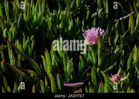 Carpobrotus deliciosus sour fig perdevy ghaukum ghounavy purple flower ...